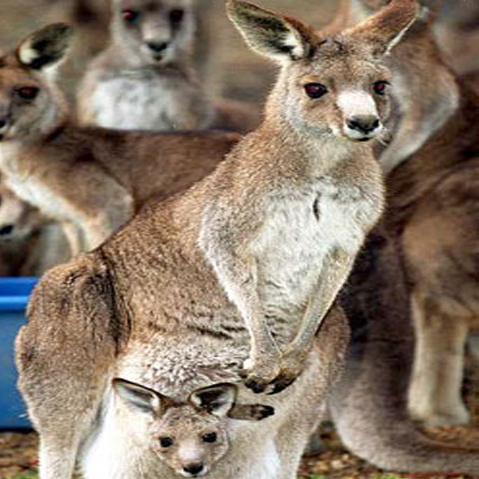 Commercial Killing Zones NSW - Australian Society for Kangaroos
